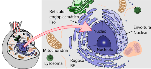 NUCLEOLO :: La Célula